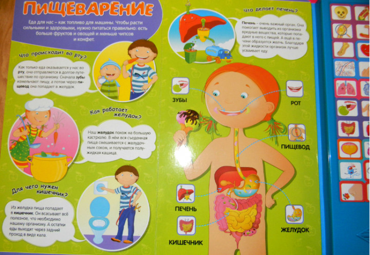 Анатомия для детей, обзор покупок. — 17 ответов на Babyblog