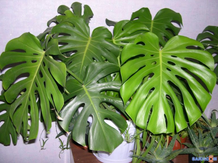 Какими бывают листья | форум Babyblog